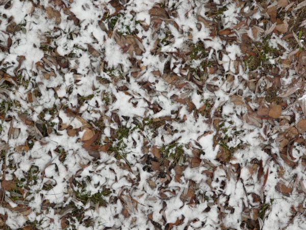 frozen ground texture 0020 - Texturelib